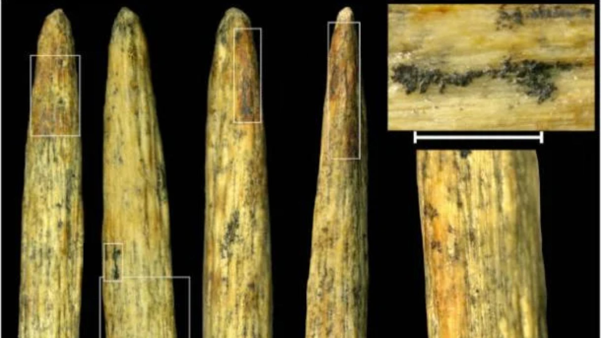 80,000-year-old bone spear made by Neanderthals challenges long-held ...