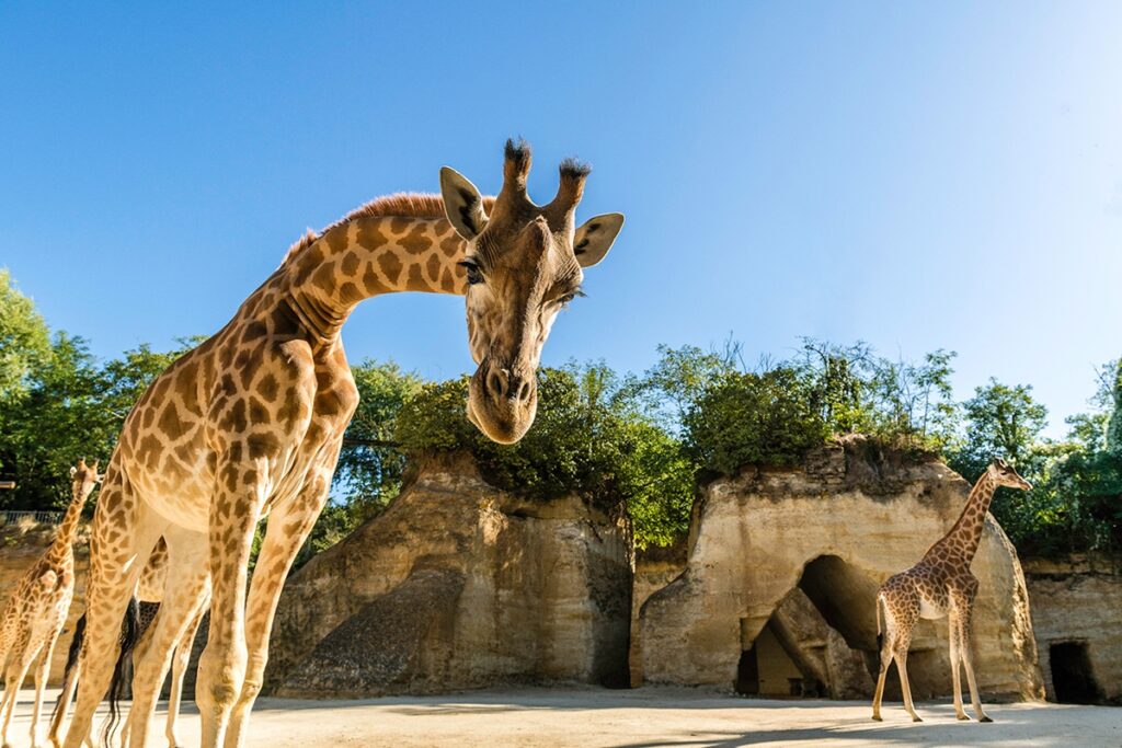 Manifestation choc devant le Bioparc de Doué : des militants dénoncent ...