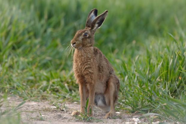 Stunning photo of beautiful brown hare is Picture of the Week