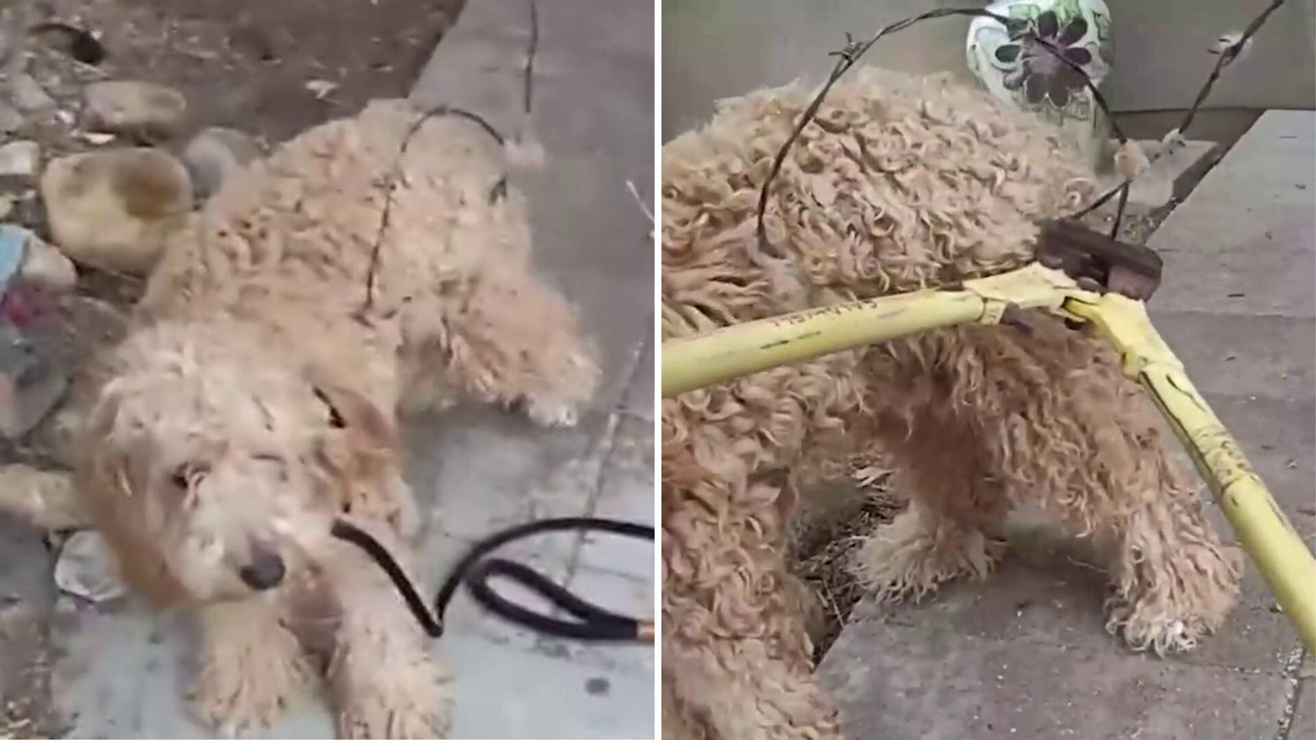 Yavapai County animal control officer frees dog trapped in barbed wire