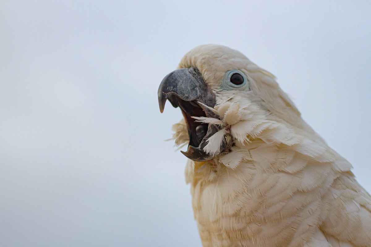 Cockatoo Tells Mom There’s ‘Concert at Home’ and Puts on the Best Show Ever
