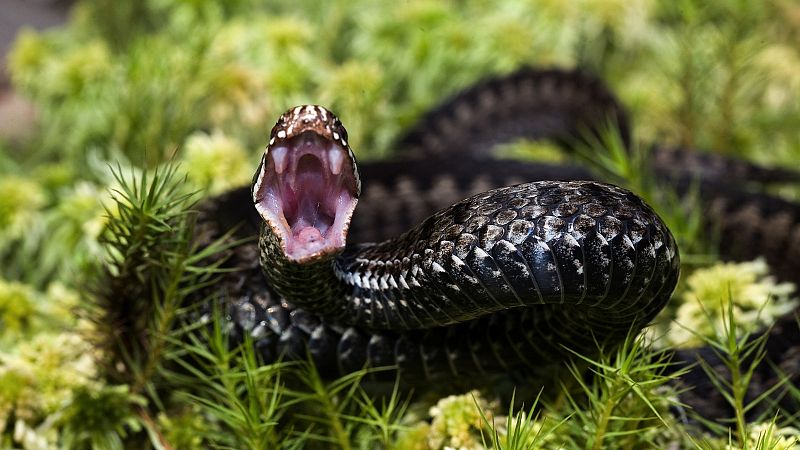 Man bitten hundreds of times by snakes could help scientists create ...