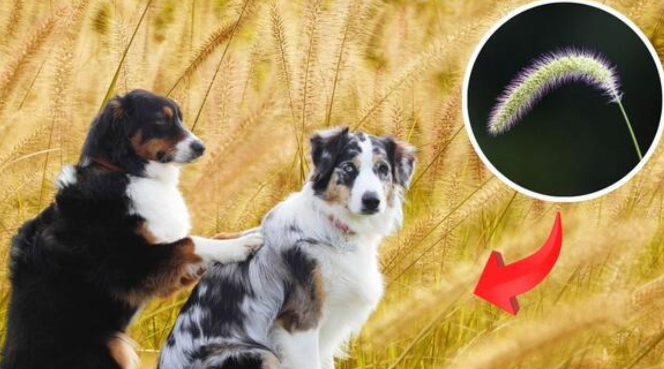 What You Need To Know About Foxtail: A Dangerous Grass To Dogs