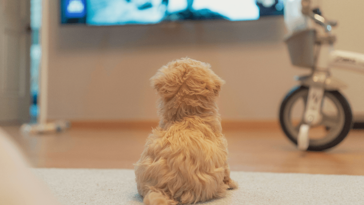 What do dogs like to watch on TV?
