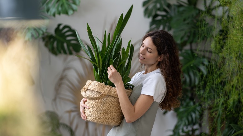The Ultimate Guide To Saving A Dying Snake Plant