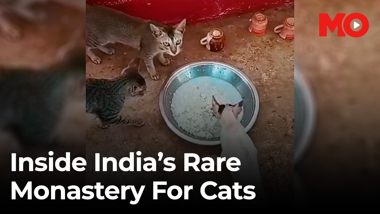 Inside India's rare monastery for cats
