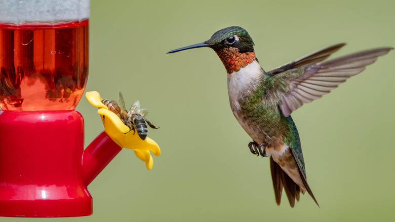 The Safe Way To Lure Bees Away From Hummingbird Feeder