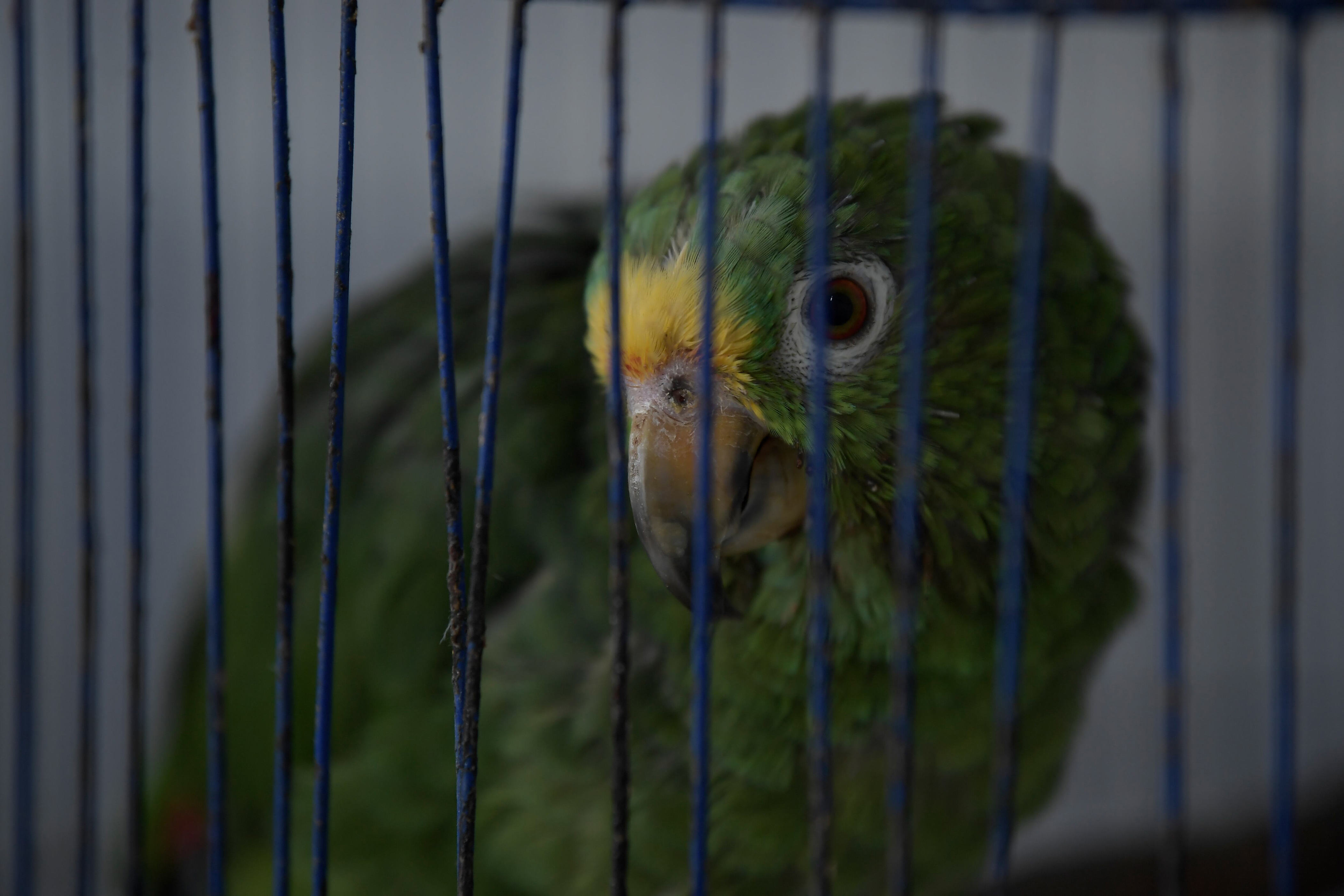 ¿Cómo se llama la cría de un loro?