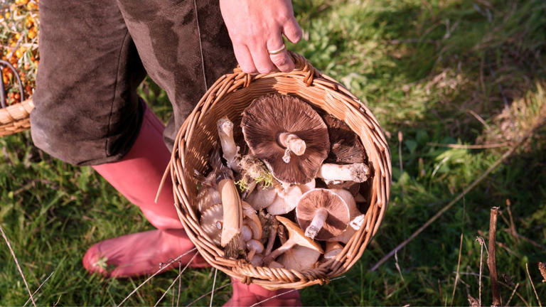 Foraging for Spring: A Guide to Edible Plants and Their Culinary Uses