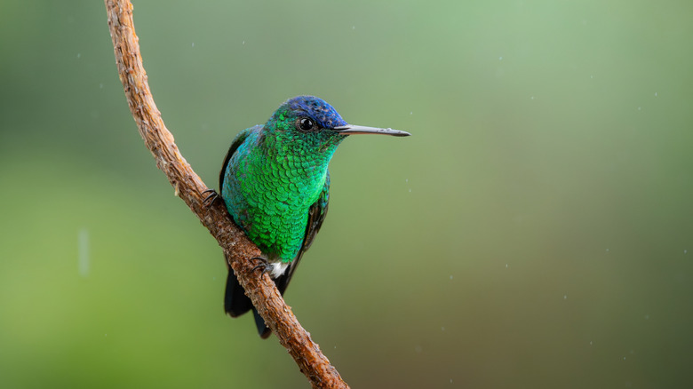 The Fastest-Growing Flowers To Plant In Spring To Attract Colorful ...