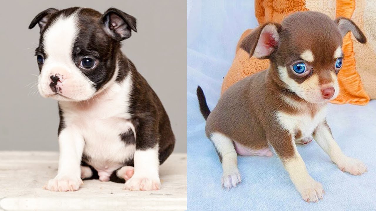 Silly Dogs Being Lovable and Totally Hilarious | Funny Animal Video