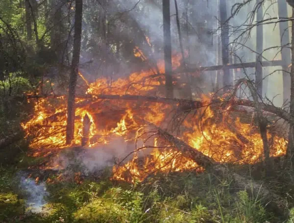 Hillsborough County Extends Emergency Burn Ban Amid Elevated Wildfire Risk