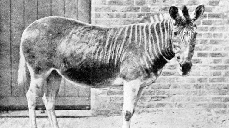 The Sad Reason The Quagga Went Extinct