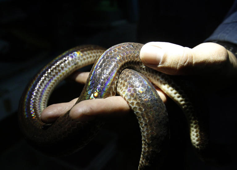 Serpentes. Mordido 200 vezes para criar antídoto