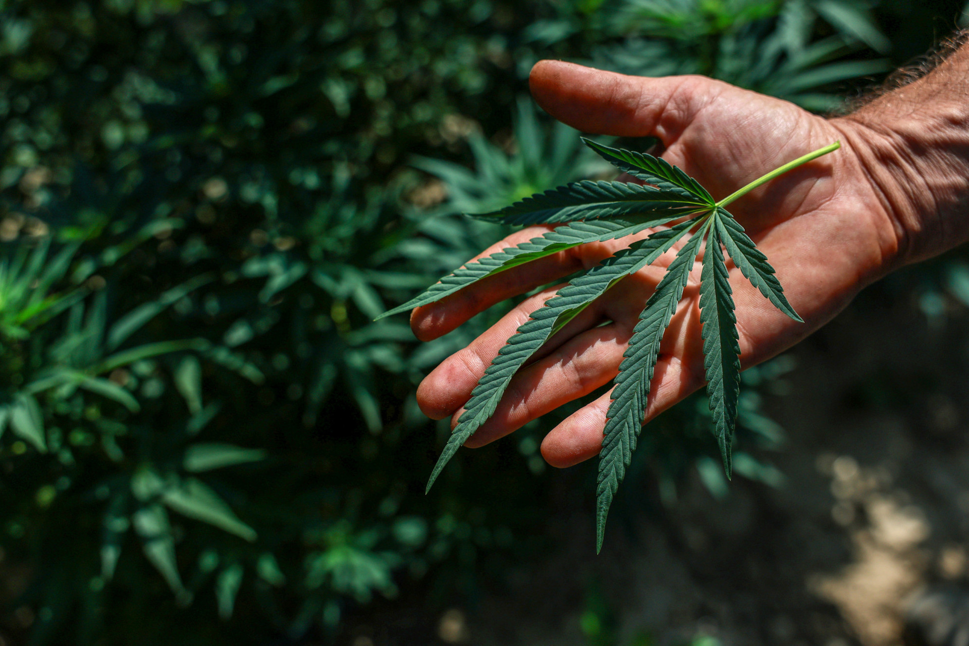 The positive impact of hemp on the planet