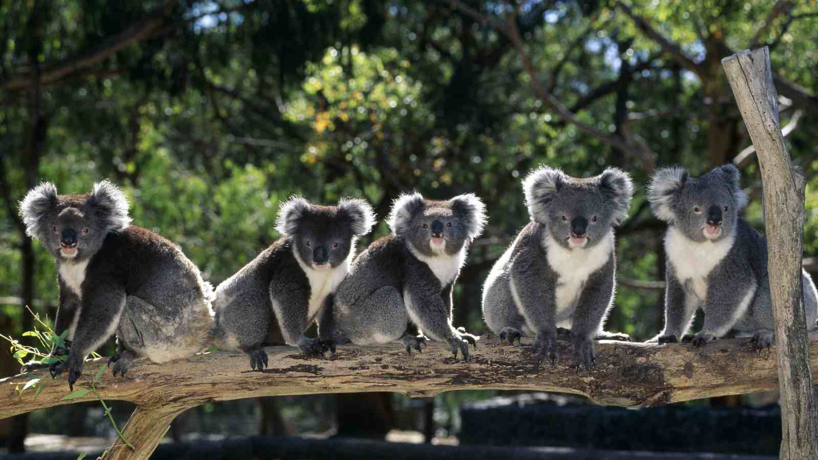 17 Fun Koala Facts for International Wild Koala Day