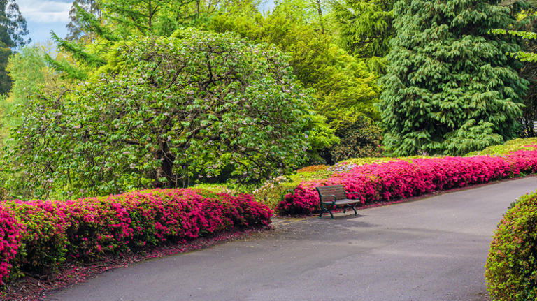 Why You Should Start Using Azaleas As Hedges