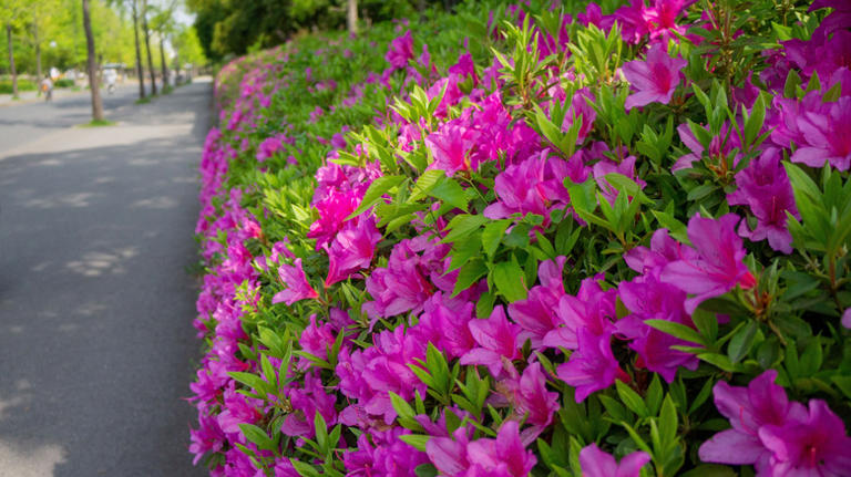 Why You Should Start Using Azaleas As Hedges