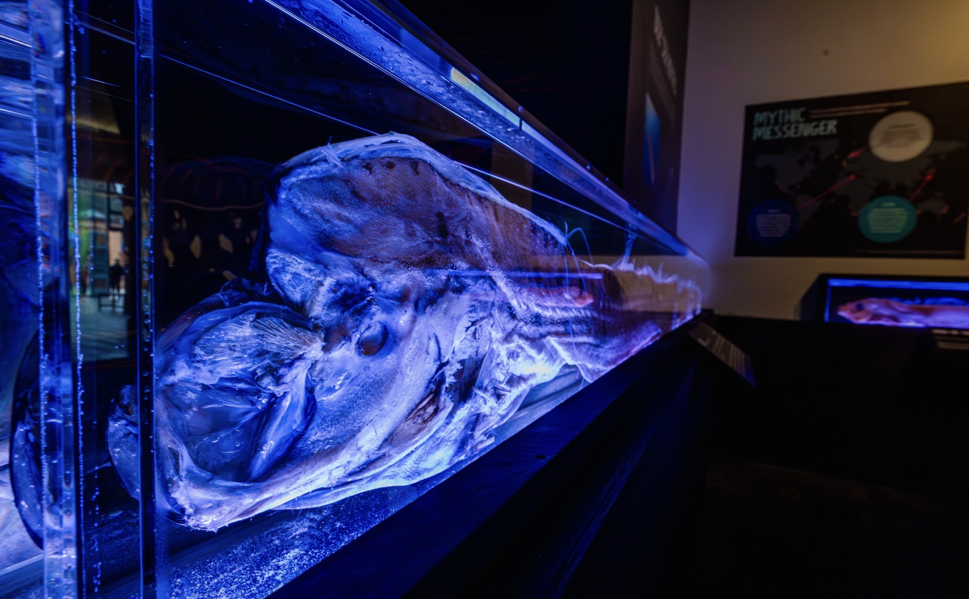 Birch Aquarium shows off rare ‘Doomsday Fish’ in new exhibit