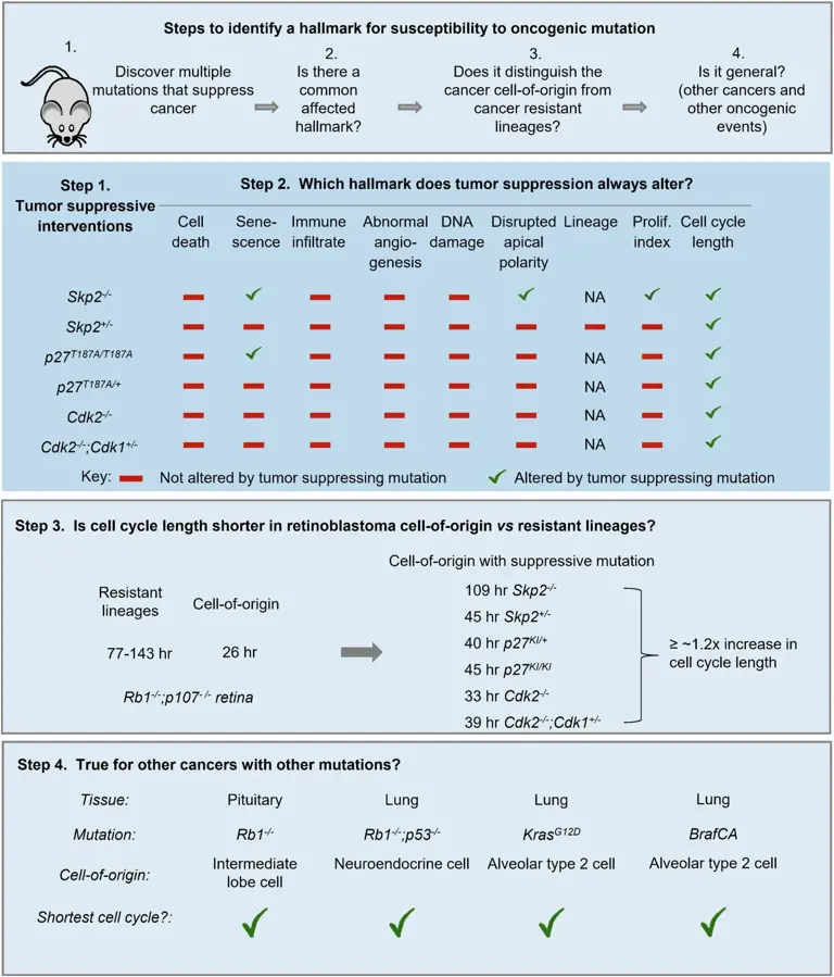 New study reveals why some cells are more susceptible to cancer than others