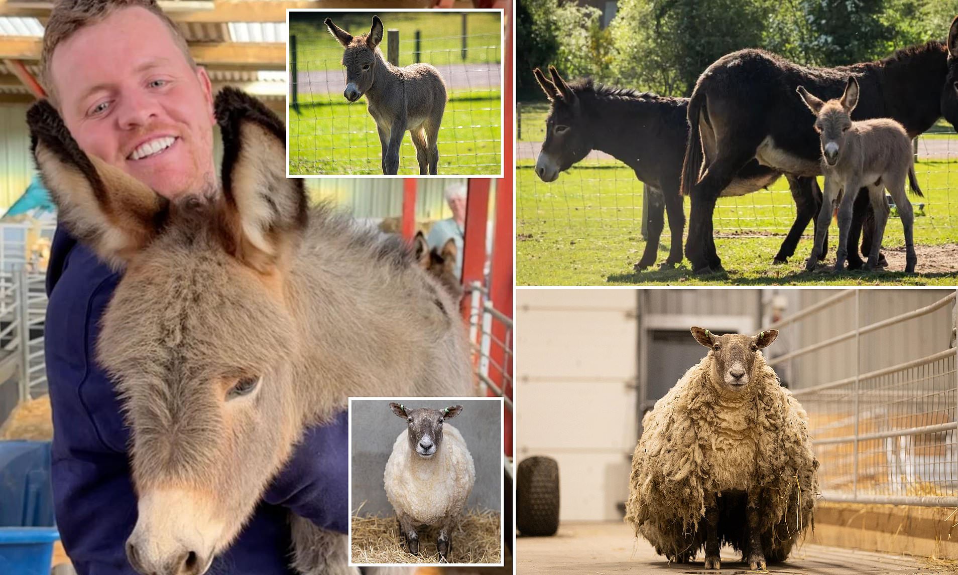 Baby donkey ends up with two mothers after 'one in a million' mix up at ...