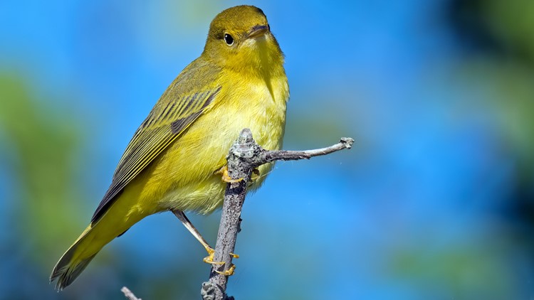Why bird watchers are flocking to Toledo for the Biggest Week in ...