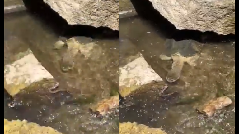‘Weren't They Vegetarians?’: Video Of Turtle Attacking And Eating Snake ...