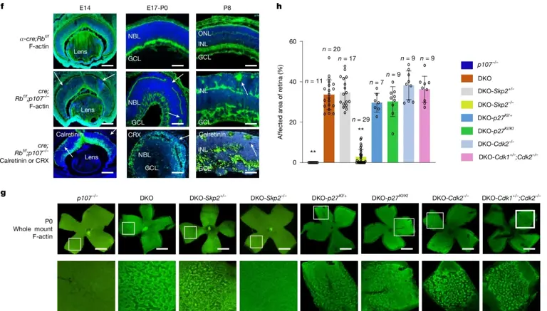 New study reveals why some cells are more susceptible to cancer than others