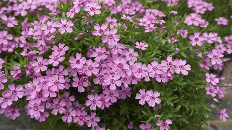 Prevent Weeds In Your Flower Bed By Adding This Pretty Pink Ground Cover