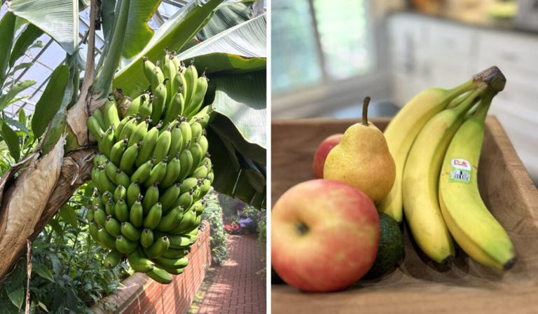 Where Bananas Come From: Bunch to Brunch