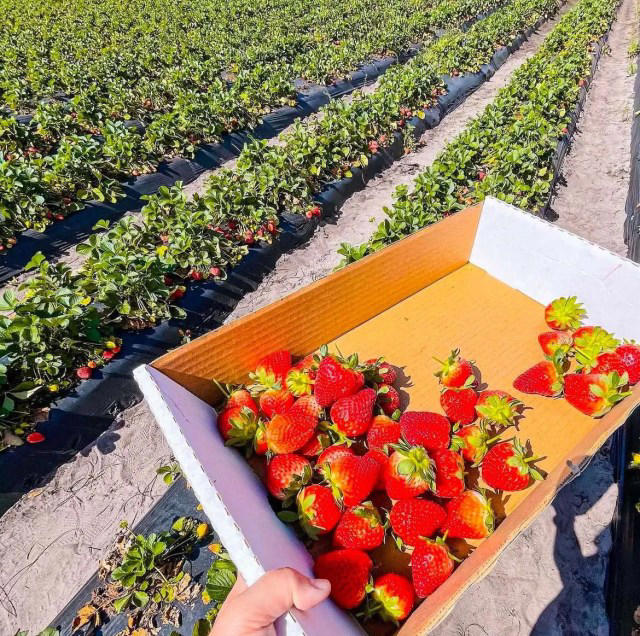 Florida strawberries & more: 15 cool places to visit in February