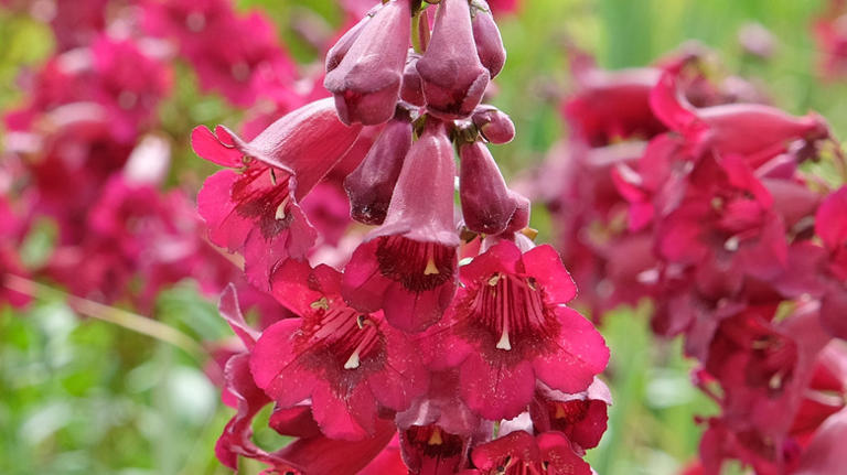 Here's One Of The Best Colorful Plants To Grow To Attract Hummingbirds ...