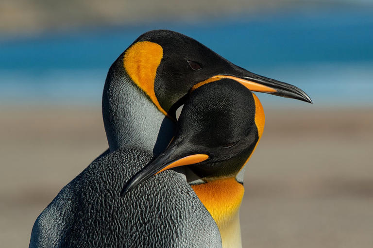 Book Review: The Viewfinder By Sanket Reddy – Exploring Wilderness And ...