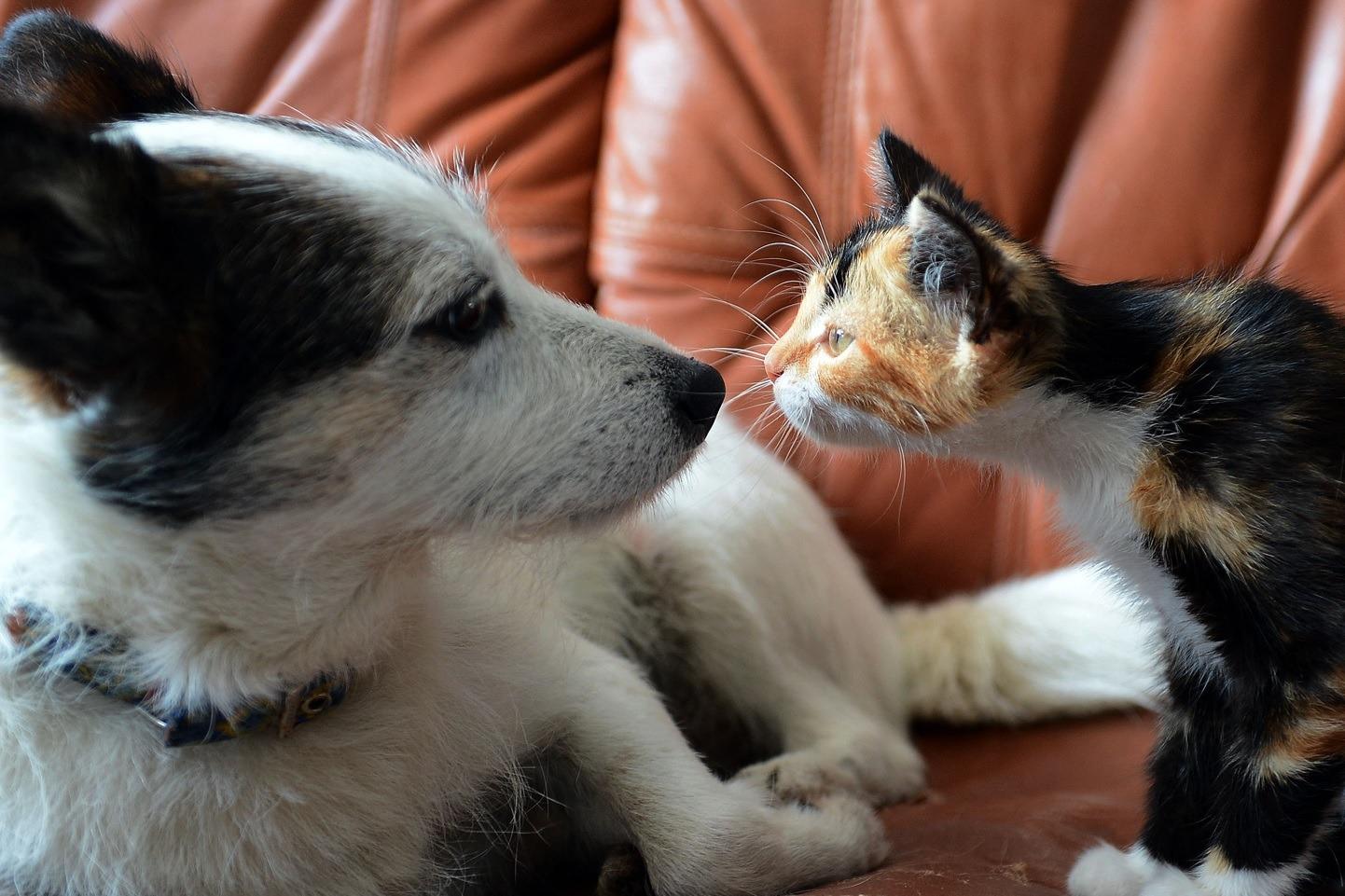 Autism therapy expert reveals the six best pets for children with autism