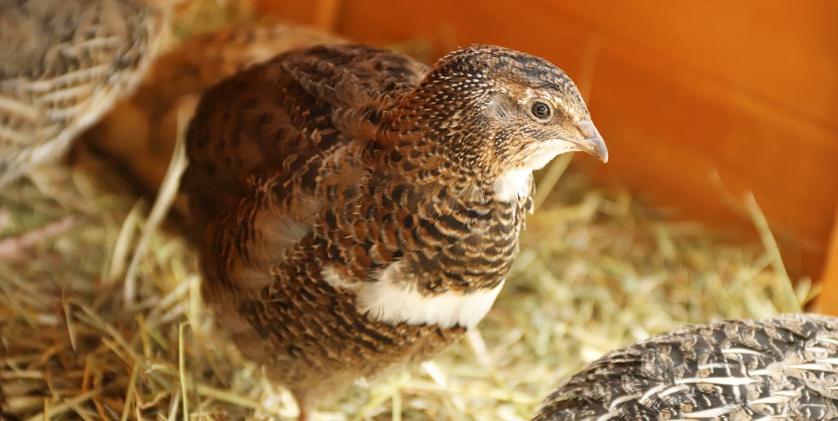 I hatched quails from eggs – here’s what I’ve learnt about these ...