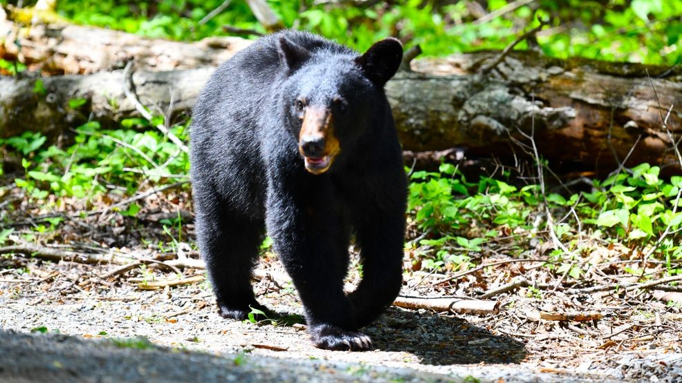 From dawn till dusk: The daily routine of North Carolina's black bears