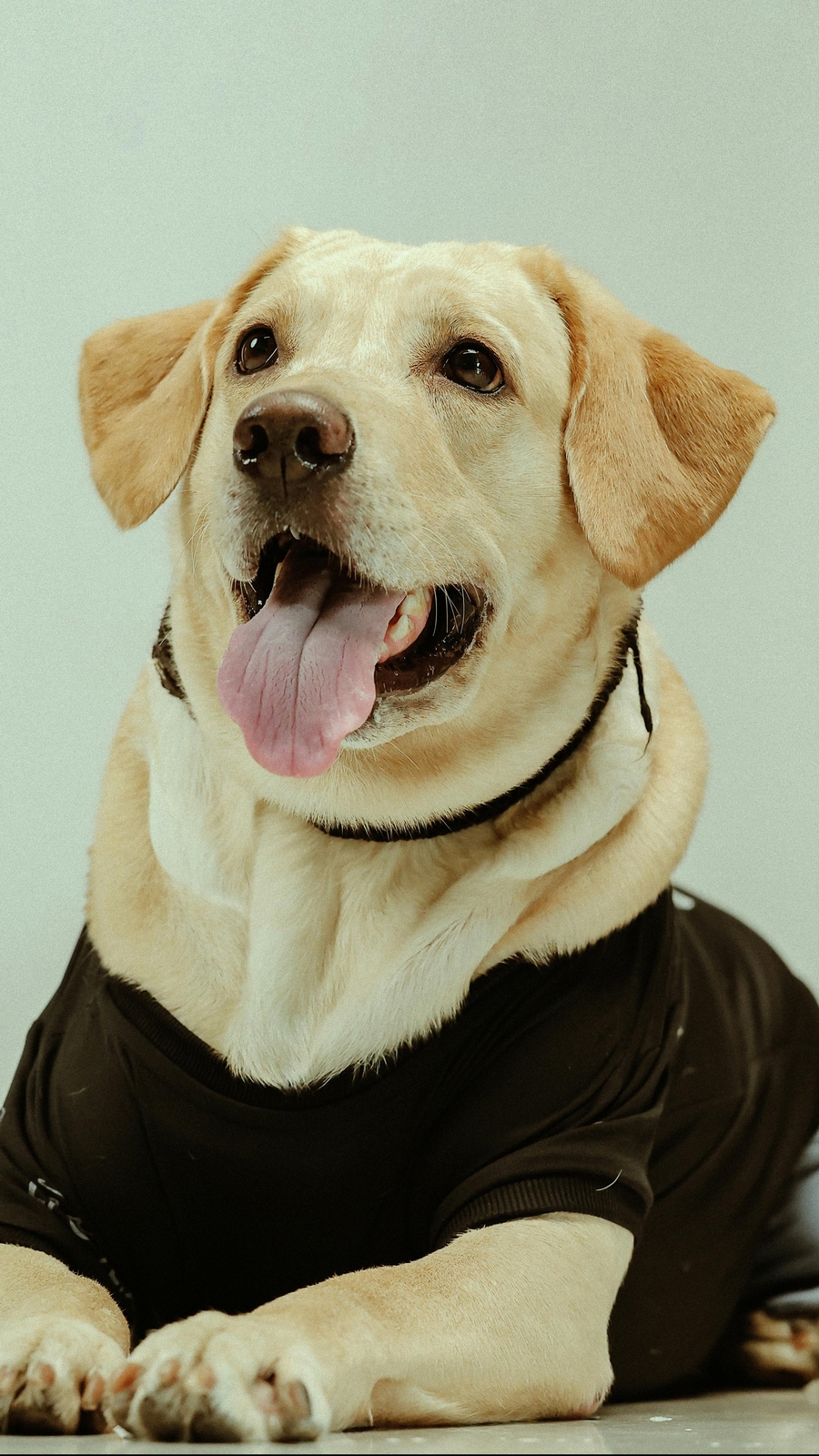 Most photogenic dog breeds in the world