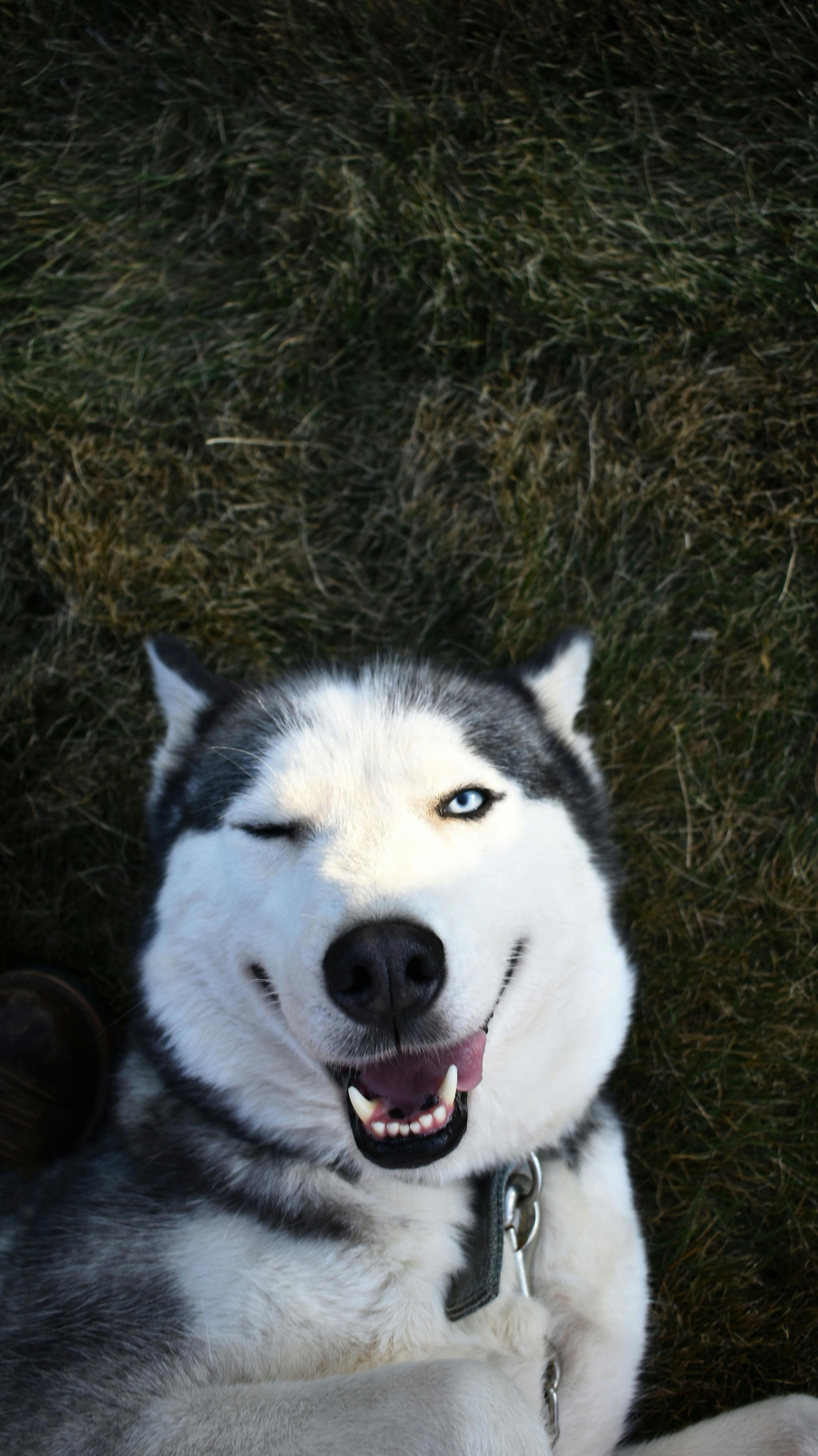 Most photogenic dog breeds in the world