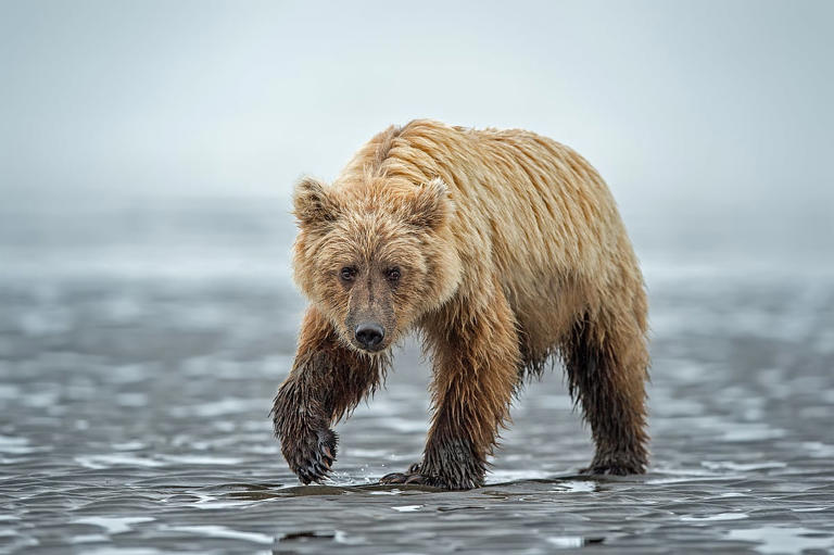 Book Review: The Viewfinder By Sanket Reddy – Exploring Wilderness And ...