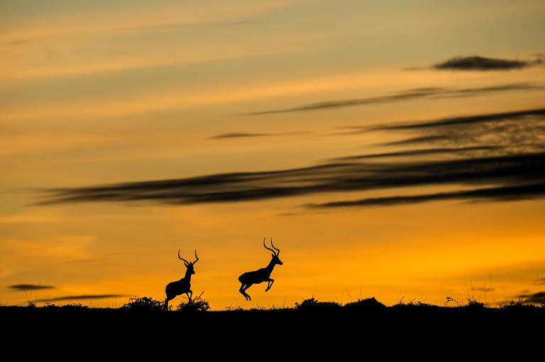 Book Review: The Viewfinder By Sanket Reddy – Exploring Wilderness And ...