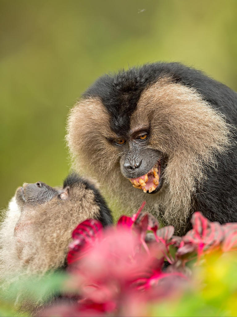 Book Review: The Viewfinder By Sanket Reddy – Exploring Wilderness And ...