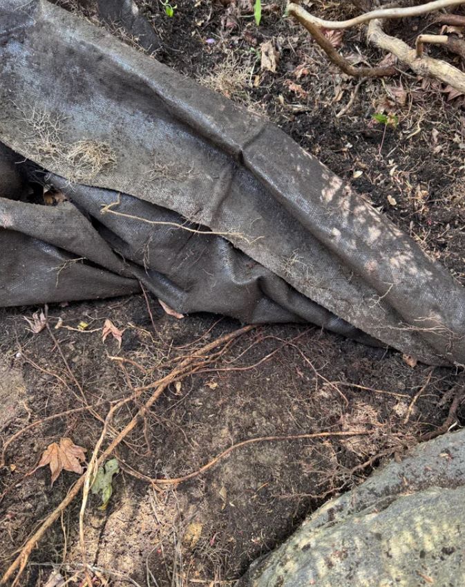 Landscaper issues warning after sharing consequences of dangerous yard ...