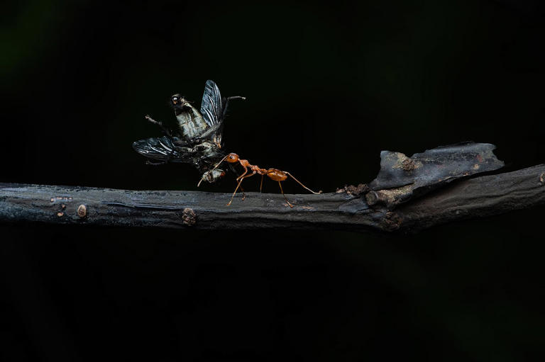 Book Review: The Viewfinder By Sanket Reddy – Exploring Wilderness And ...