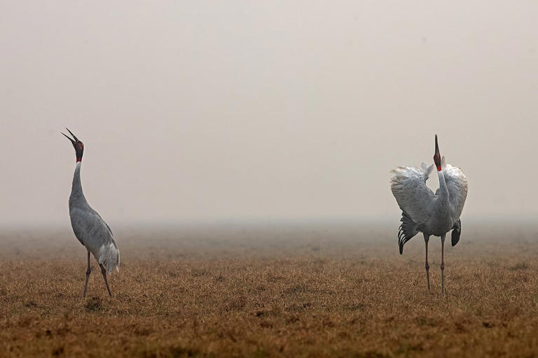 Book Review: The Viewfinder By Sanket Reddy – Exploring Wilderness And ...