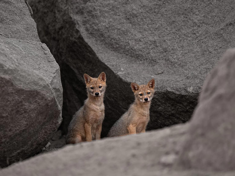 Book Review: The Viewfinder By Sanket Reddy – Exploring Wilderness And ...