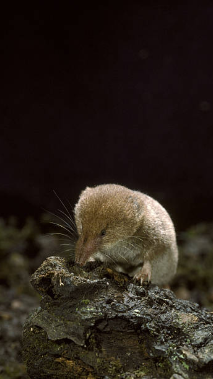 10 smallest mammals in the world