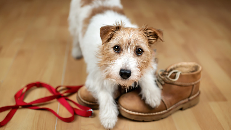 The Completely Normal Human Behavior That Makes Your Dog's Anxiety ...