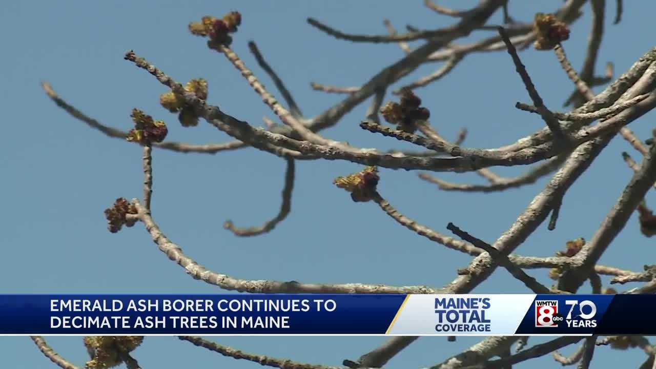 Emerald ash borer continues to wreak havoc on Maine's ash tree population