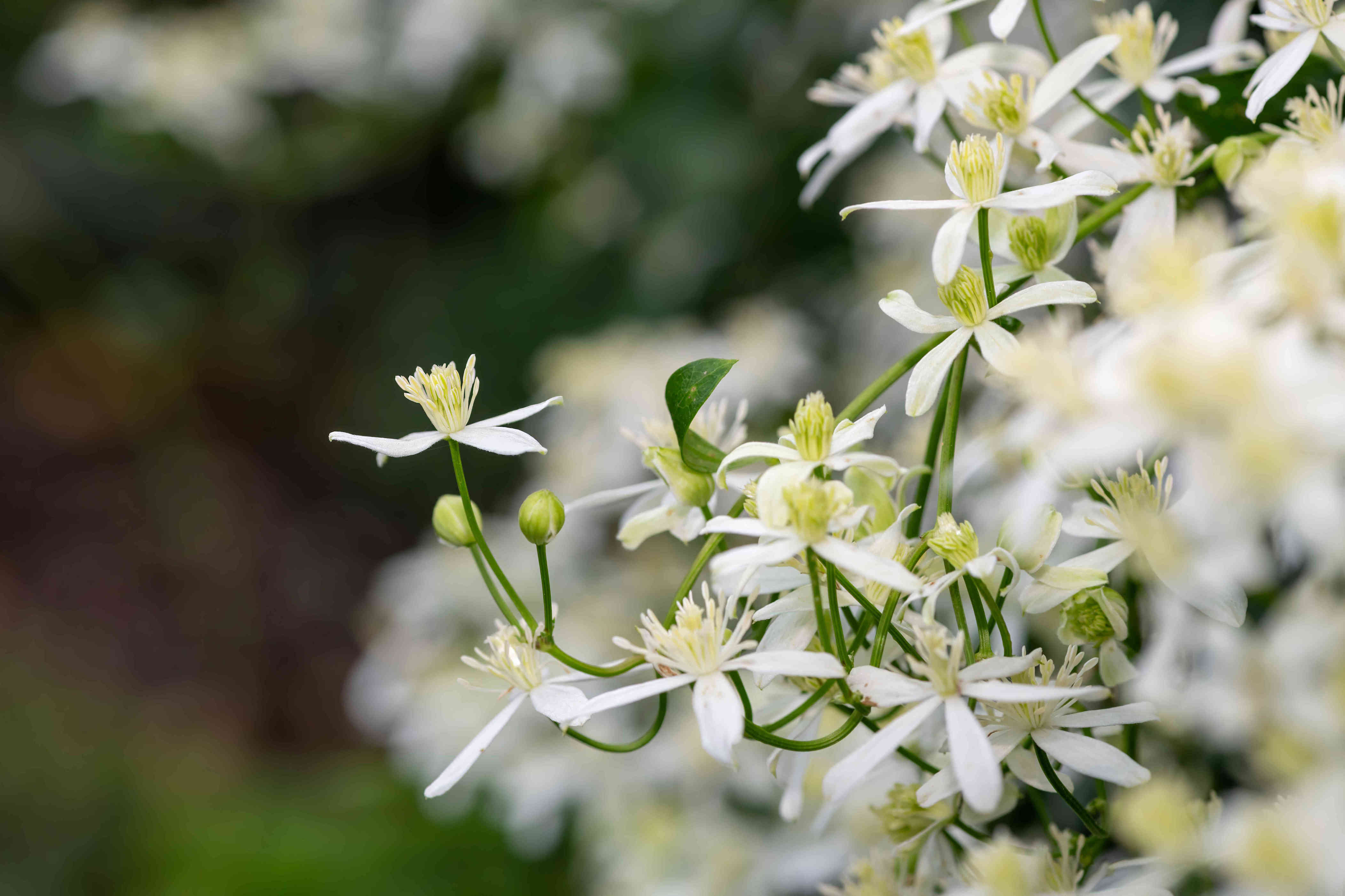 10 Invasive Vines You'll Regret Planting In Your Yard—Plus What To Grow ...