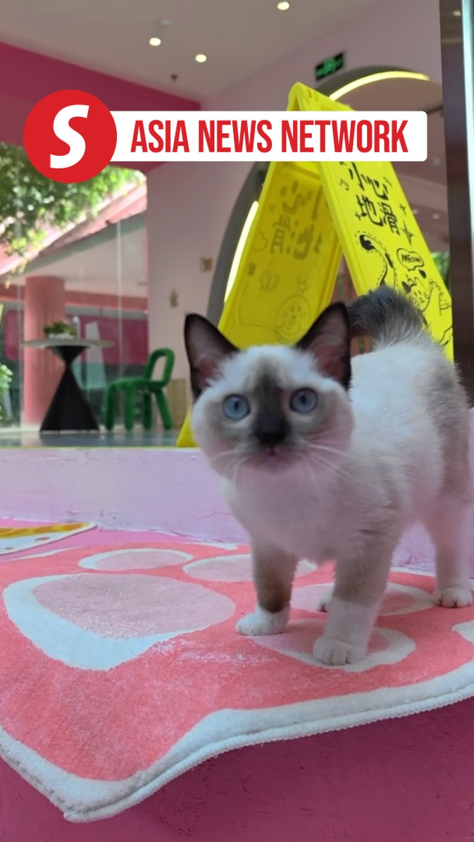 China Daily | Fly with pets